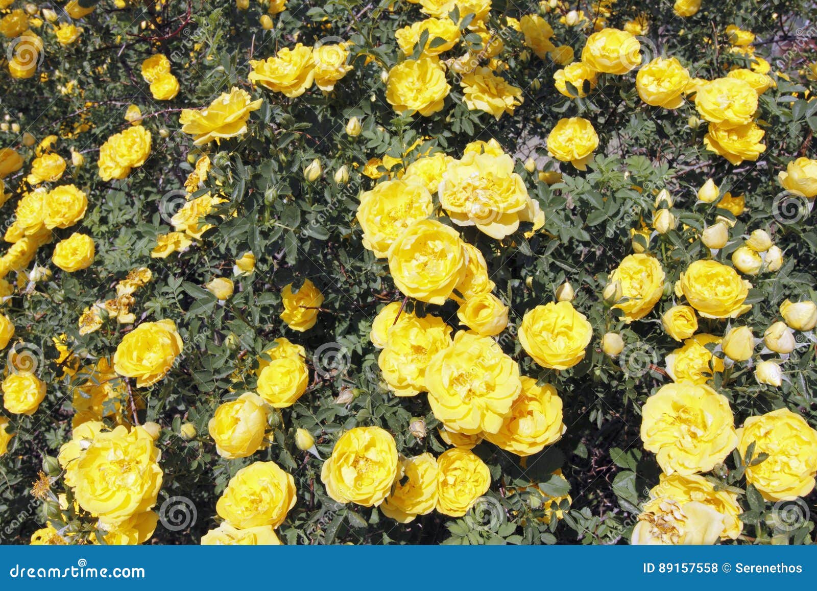 Sunny Yellow Rose Flowers Bush Foto de archivo - Imagen de hojas ...