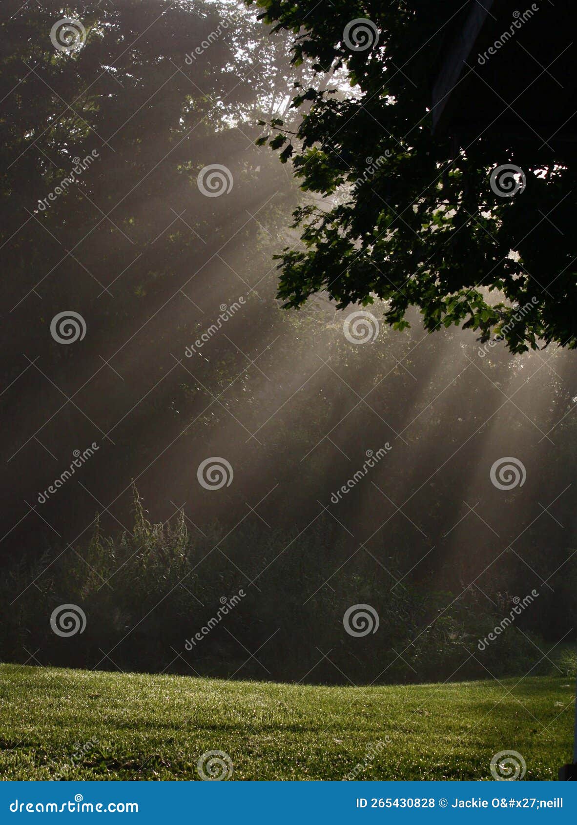 Sunray on a dewy morning stock photo. Image of grass - 265430828