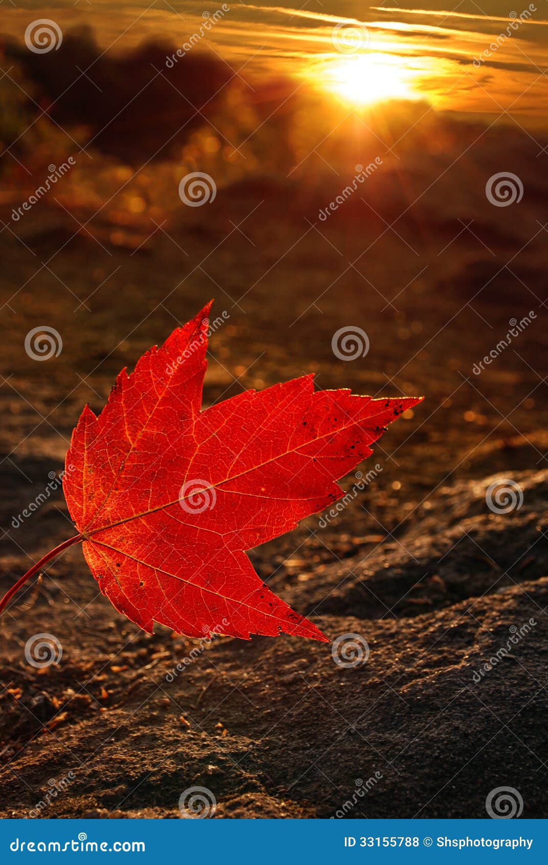 Sunray Red Maple Leaf stock photo. Image of fall, design - 33155788