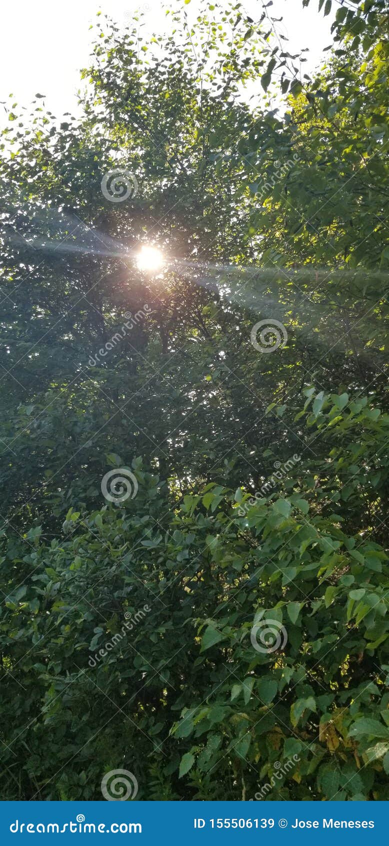 Sunray Sun Trees Nature Green Rays Stock Image - Image of sunray, trees ...