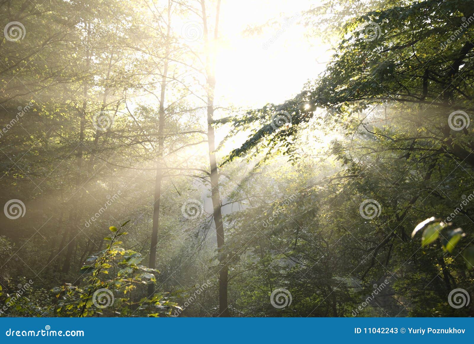 Sunrays stock image. Image of sunny, nature, sunshine - 11042243