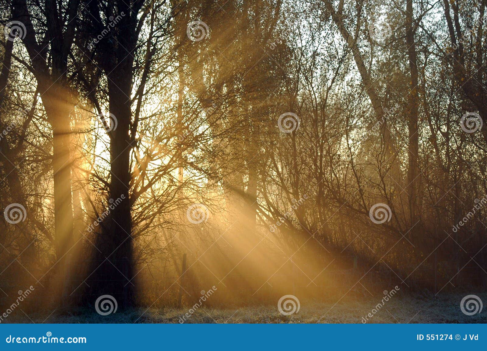 Sunrays stock photo. Image of fall, branches, burst, exploring - 551274