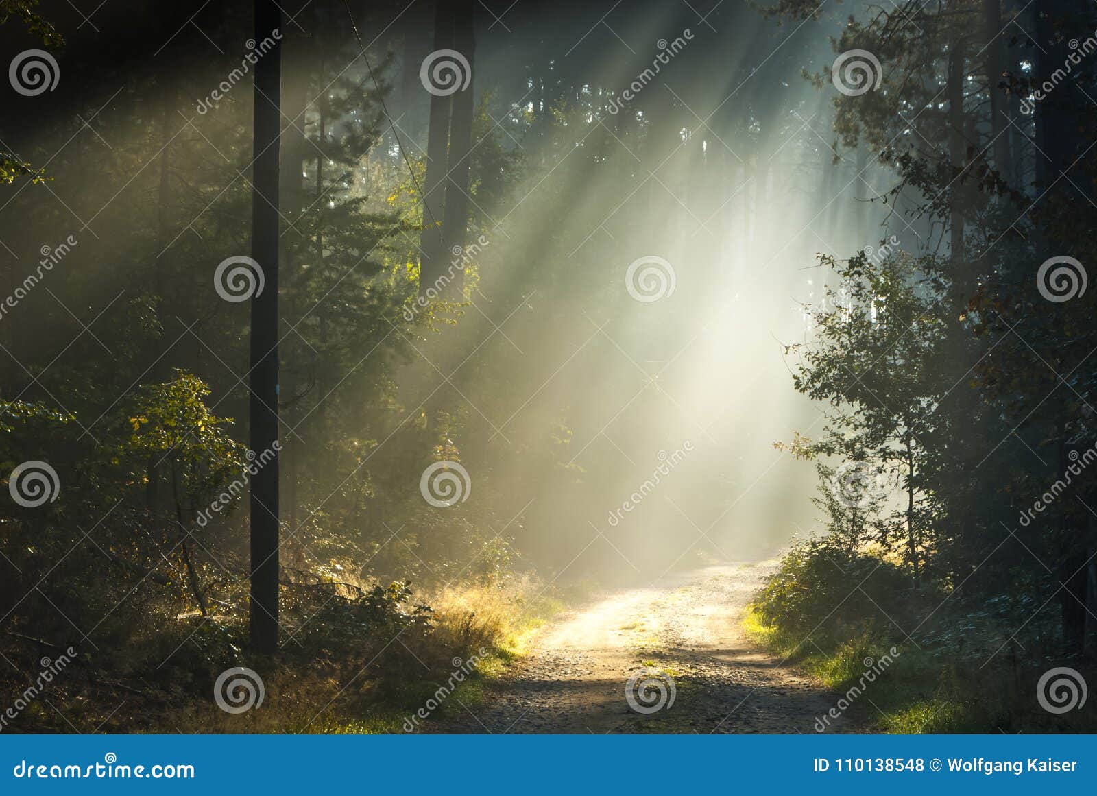 Sunrays in a forest stock photo. Image of sunbeams, wood - 110138548