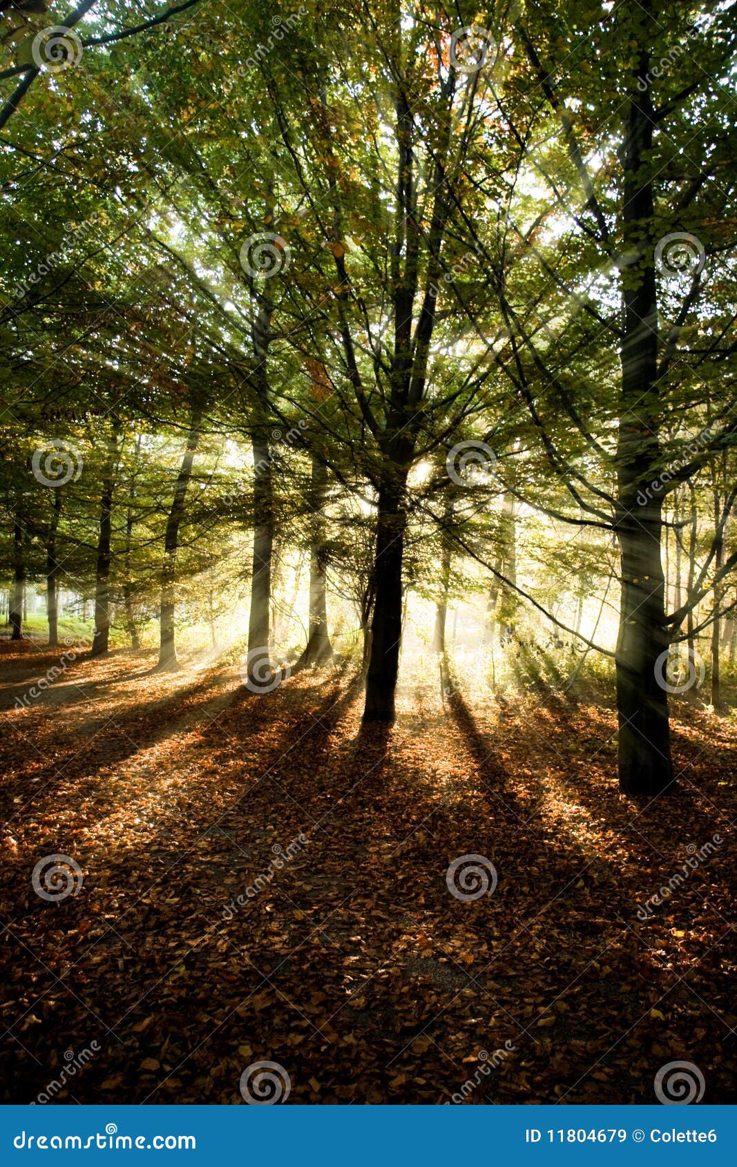 Sunrays through Beech Trees in Autumn Stock Image - Image of meadow ... Sunrays through Beech Trees in Autumn Stock Image - Image of meadow ...
