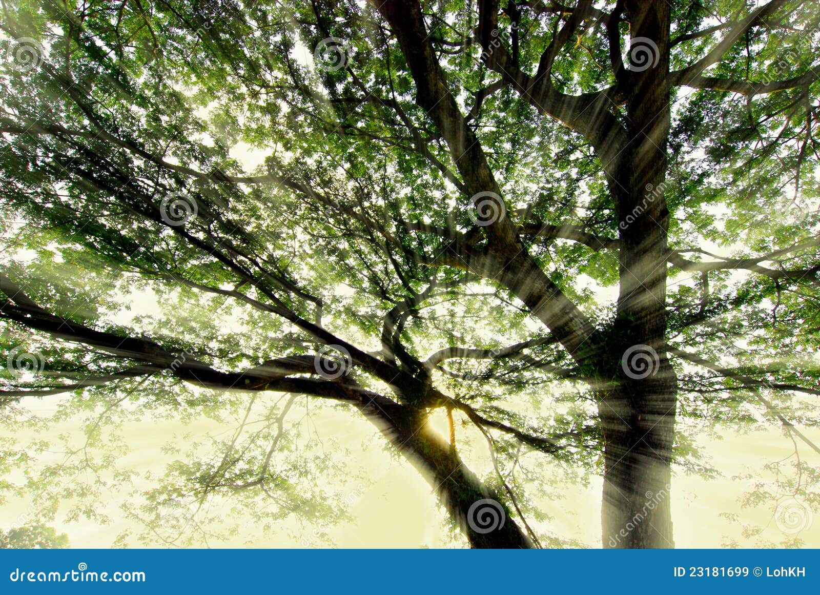 Sunrays Break through Tree Branches Stock Image - Image of streaks ...
