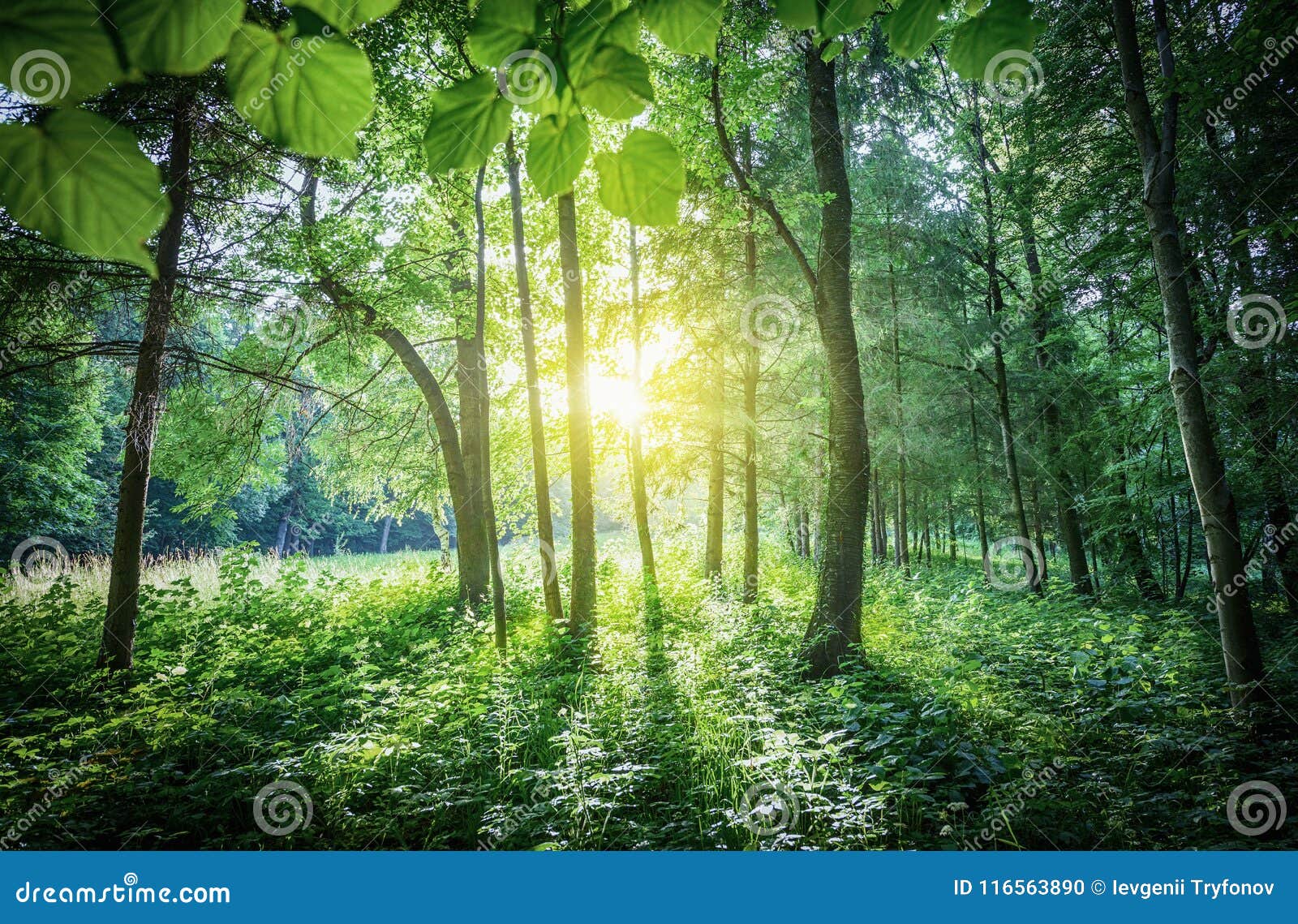 The Sunrays Breaking through the Leaves and Crown of the Tree. S Stock ...