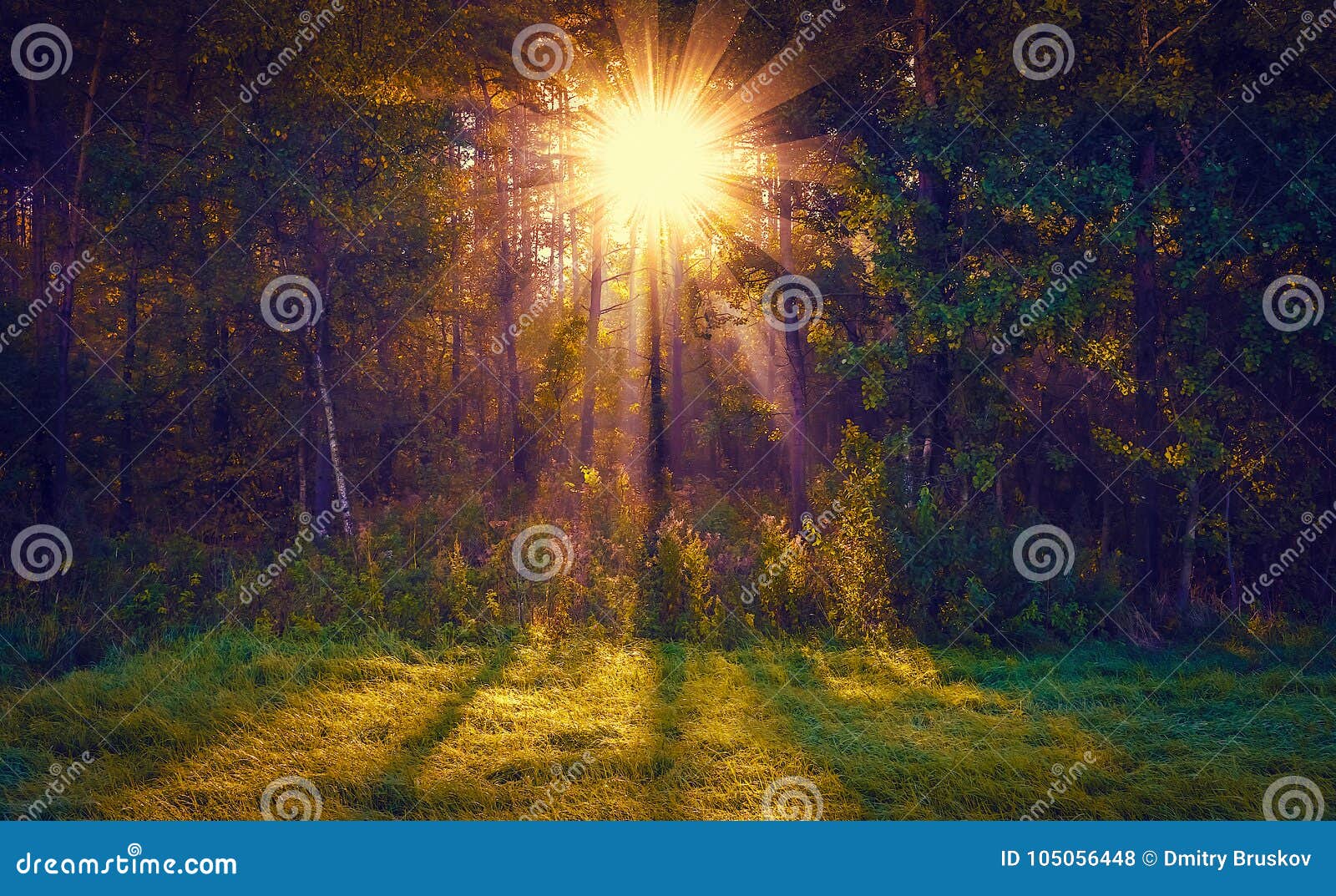 Sun rays sunrise trees stock photo. Image of shine, scenery - 105056448