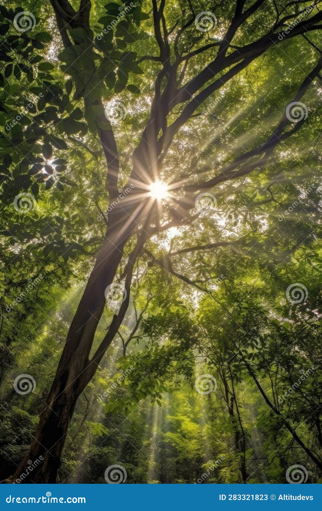 Sunrays Filtering through a Tree Canopy Stock Illustration - Illustration of canopy, tree: 283321823