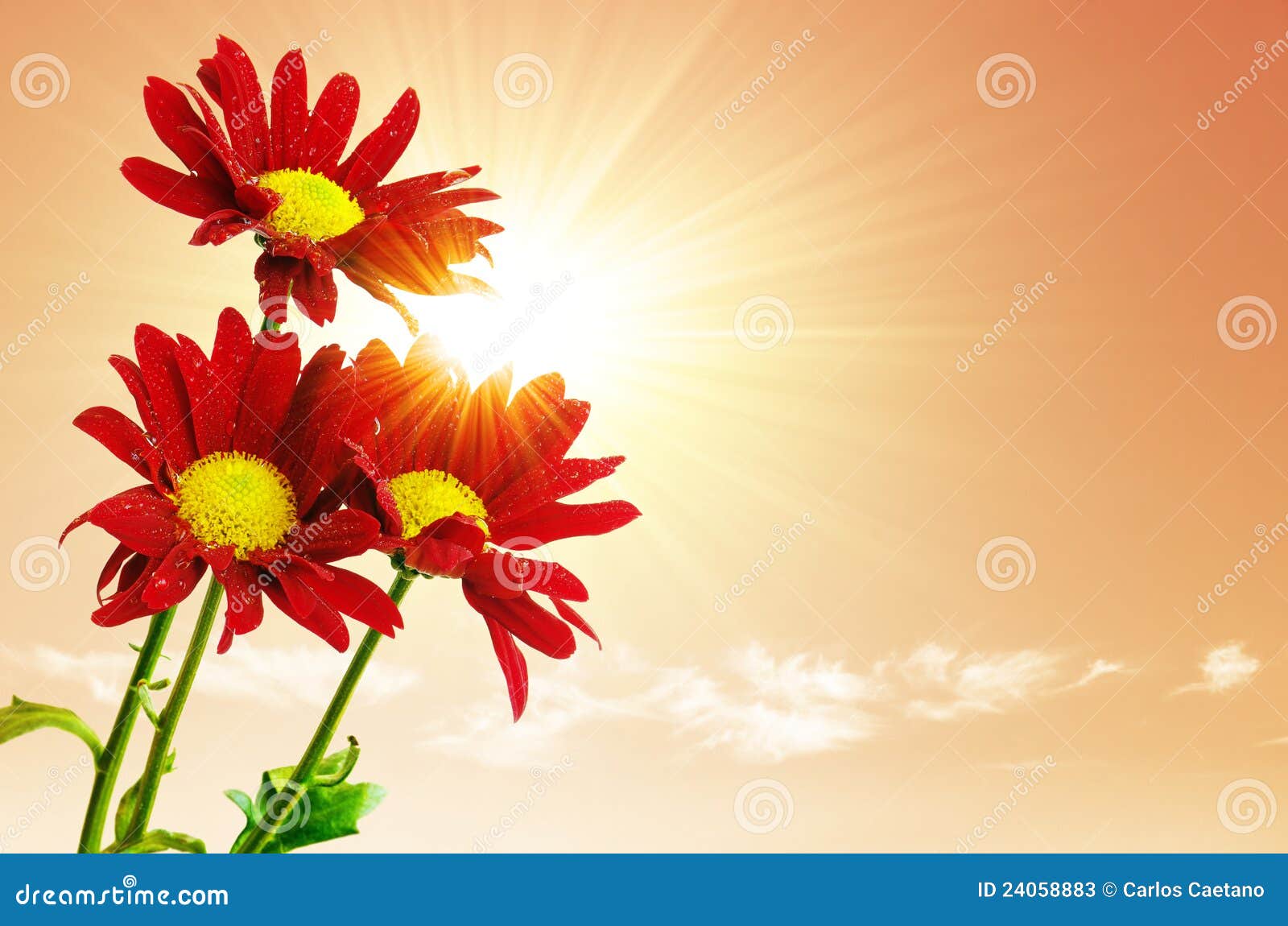 Sunrays Flowers stock image. Image of fresh, light, border - 24058883