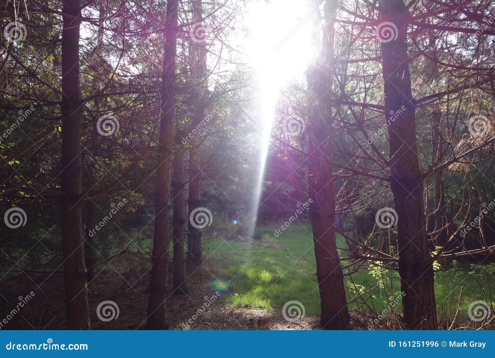 Sunrays in a Forest stock photo. Image of grass, forest - 161251996