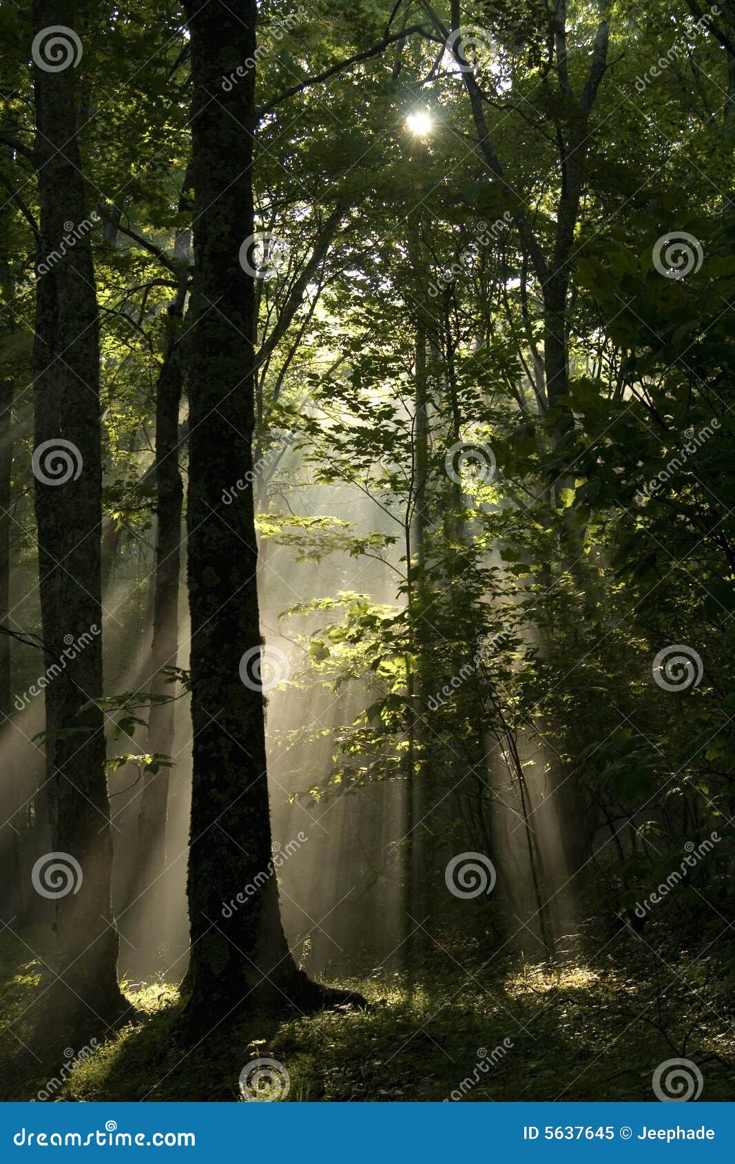 Sunrays in forest stock image. Image of serenity, sunbeam - 5637645