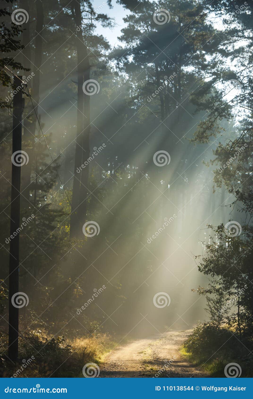 Sunrays in a forest stock photo. Image of early, autumn - 110138544