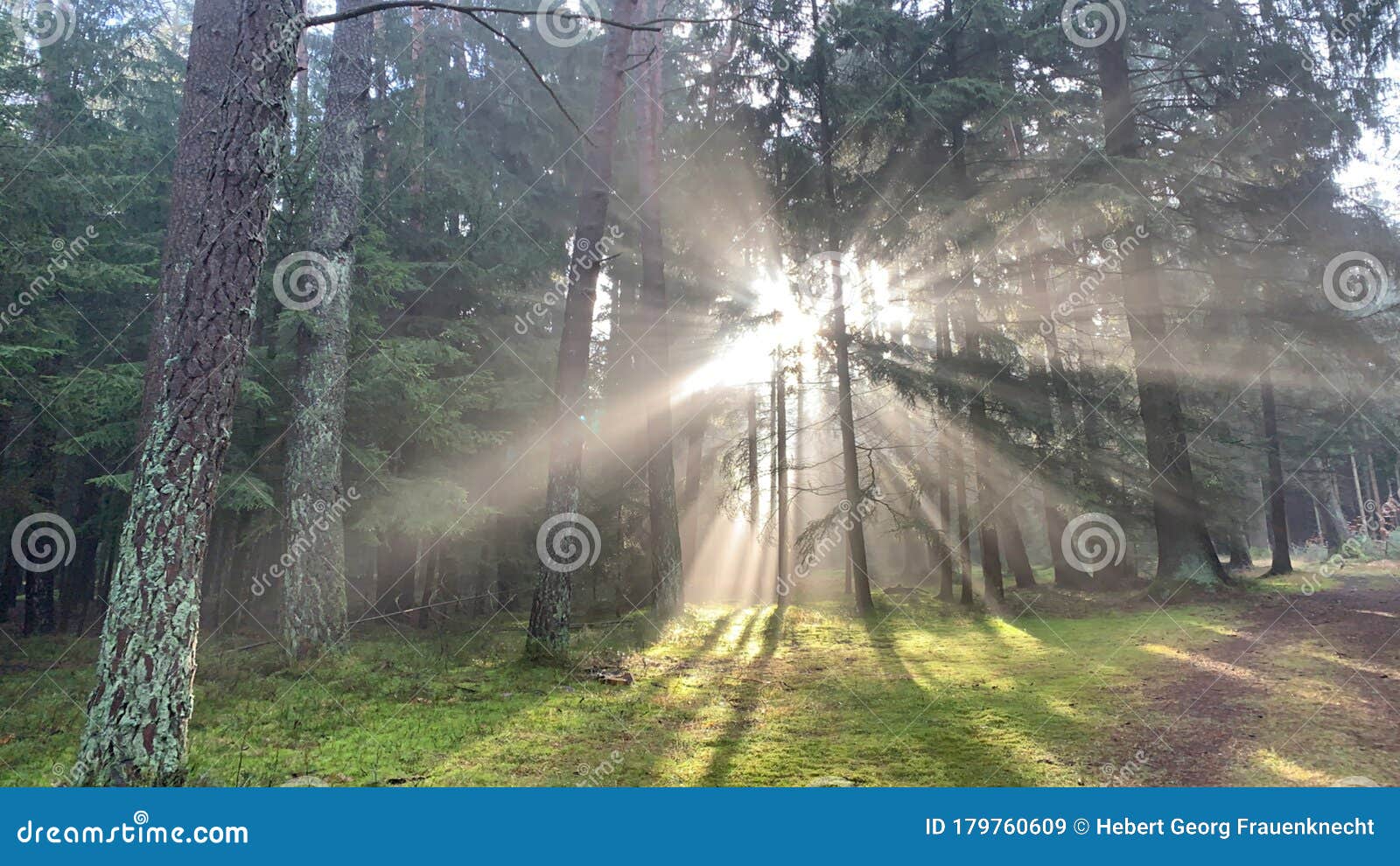 Sunrays in the forest stock image. Image of hunt, meadow - 179760609