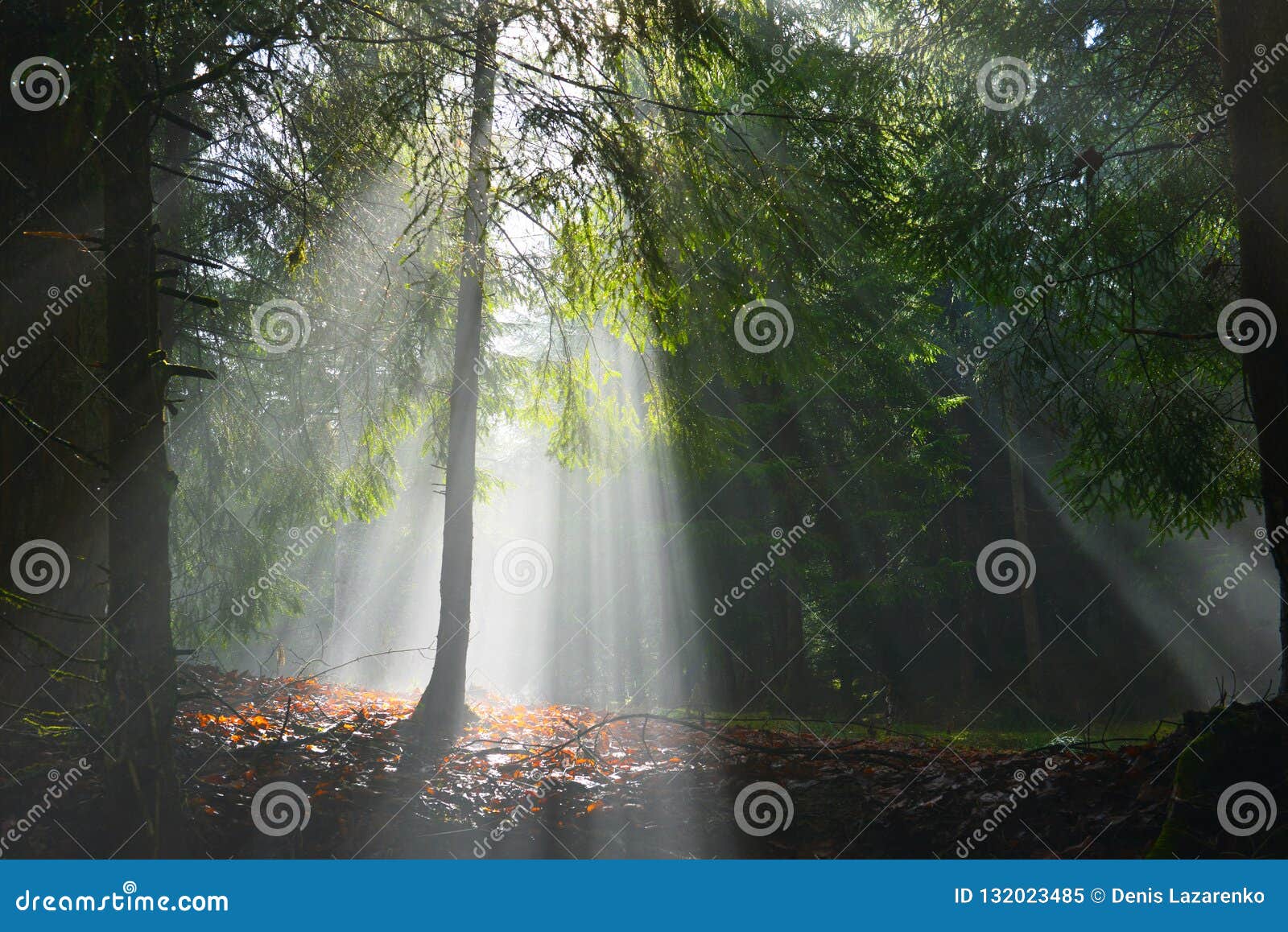 Sunrays in misty forest stock image. Image of sunlight - 132023485