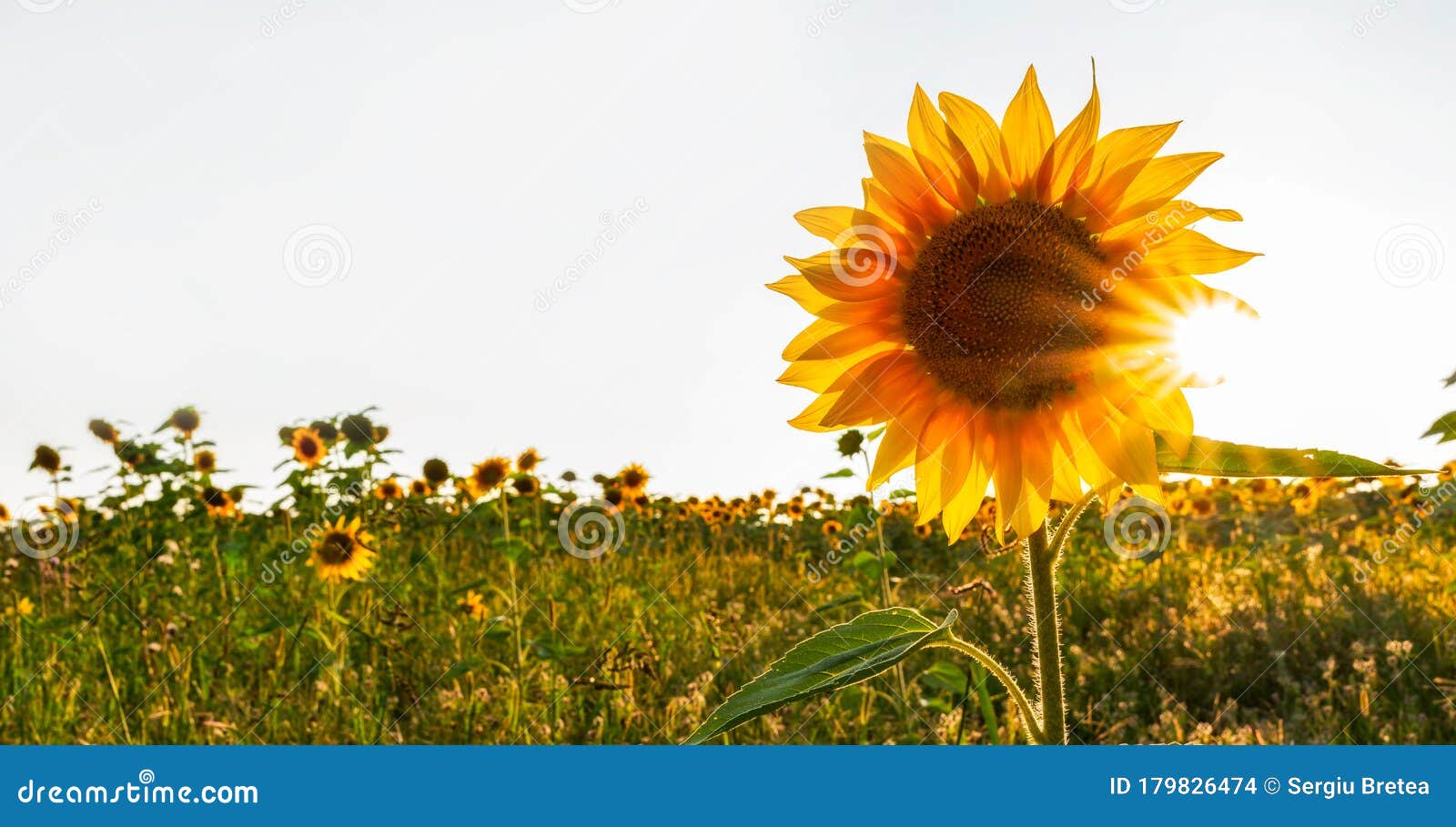 Sunrays Over Sunflower Field Stock Photo - Image of leaf, floral: 179826474