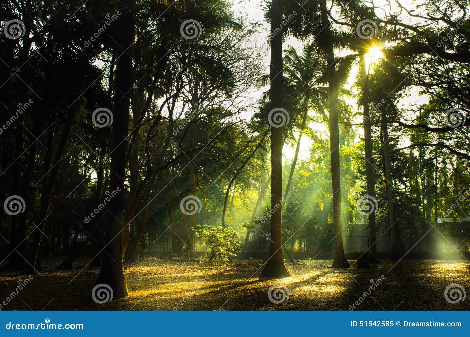 Sunrays in the Park stock image. Image of brown, grass - 51542585