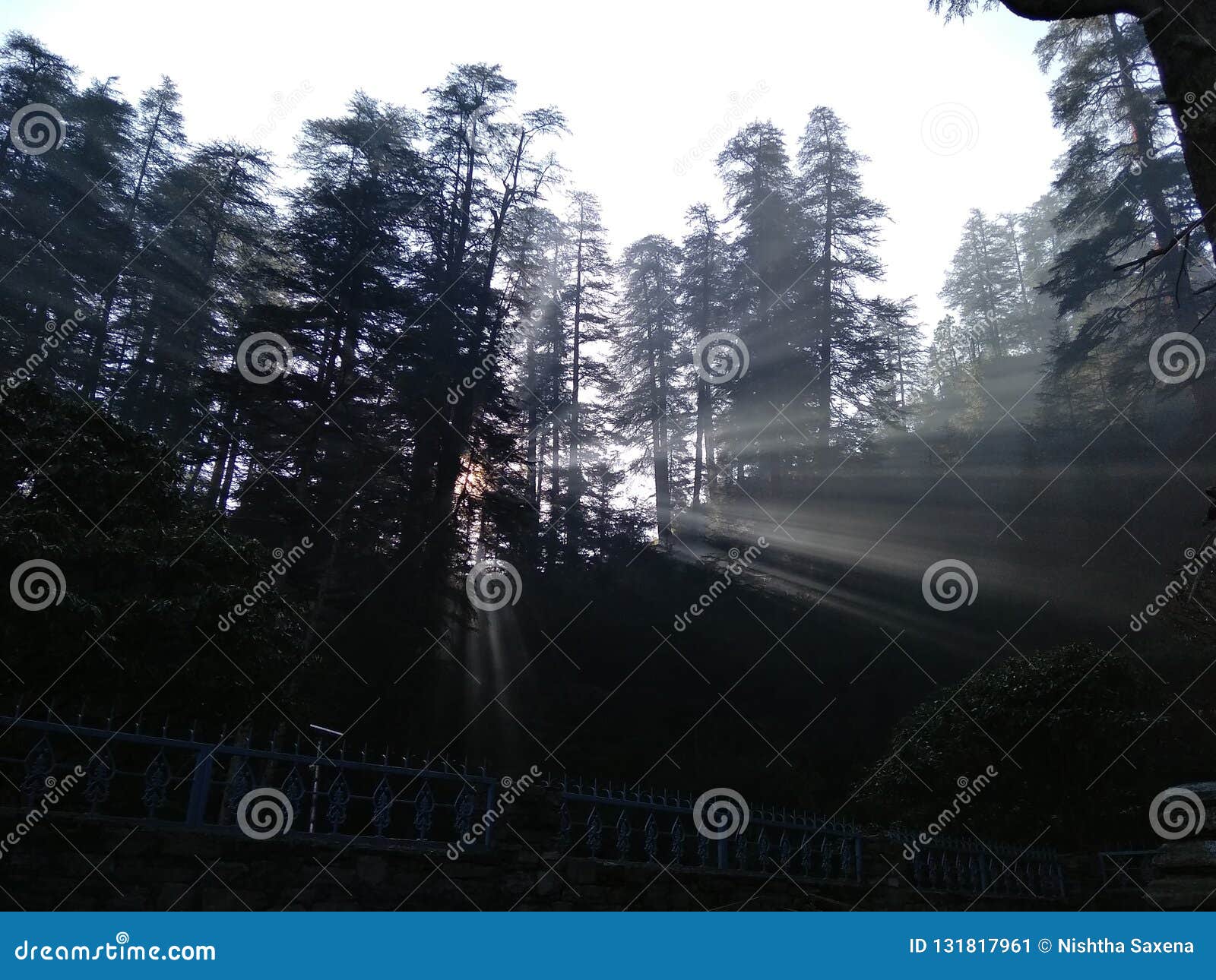 Devdar Trees Stock Photos - Free & Royalty-Free Stock Photos from ...