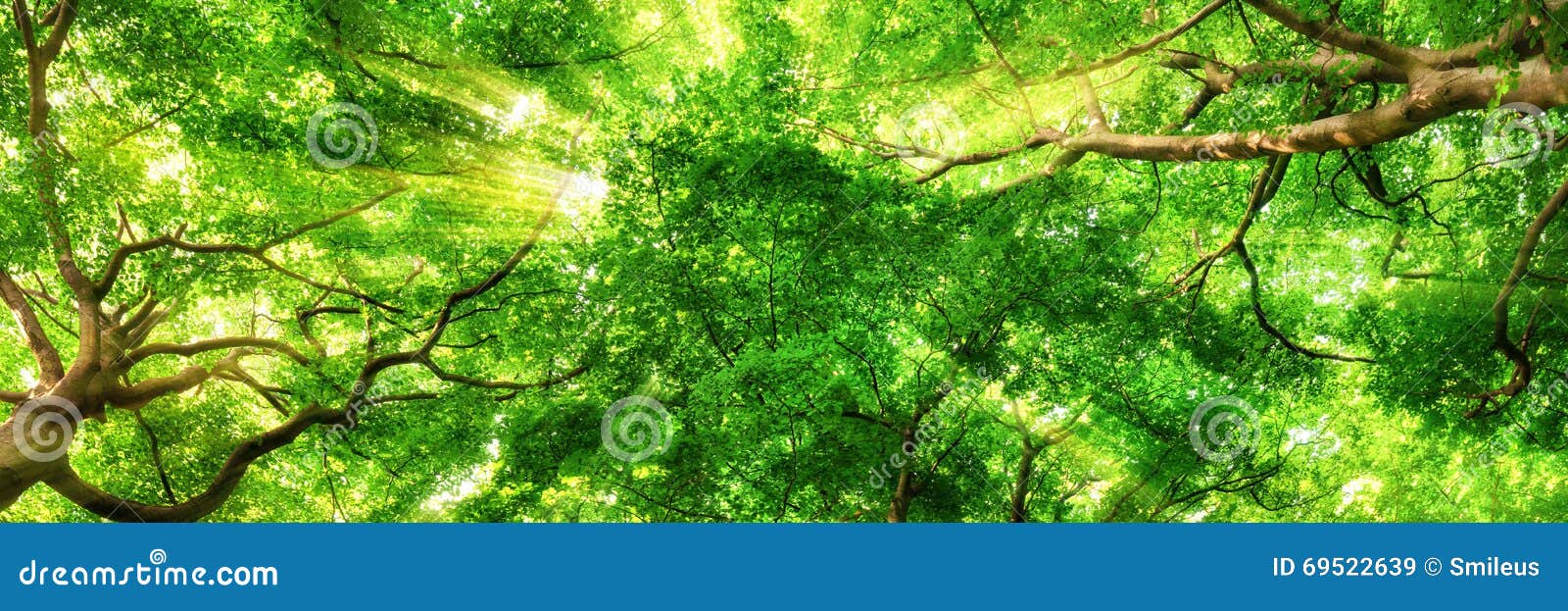 Sunrays Shining through High Treetops Stock Image - Image of greenery ...