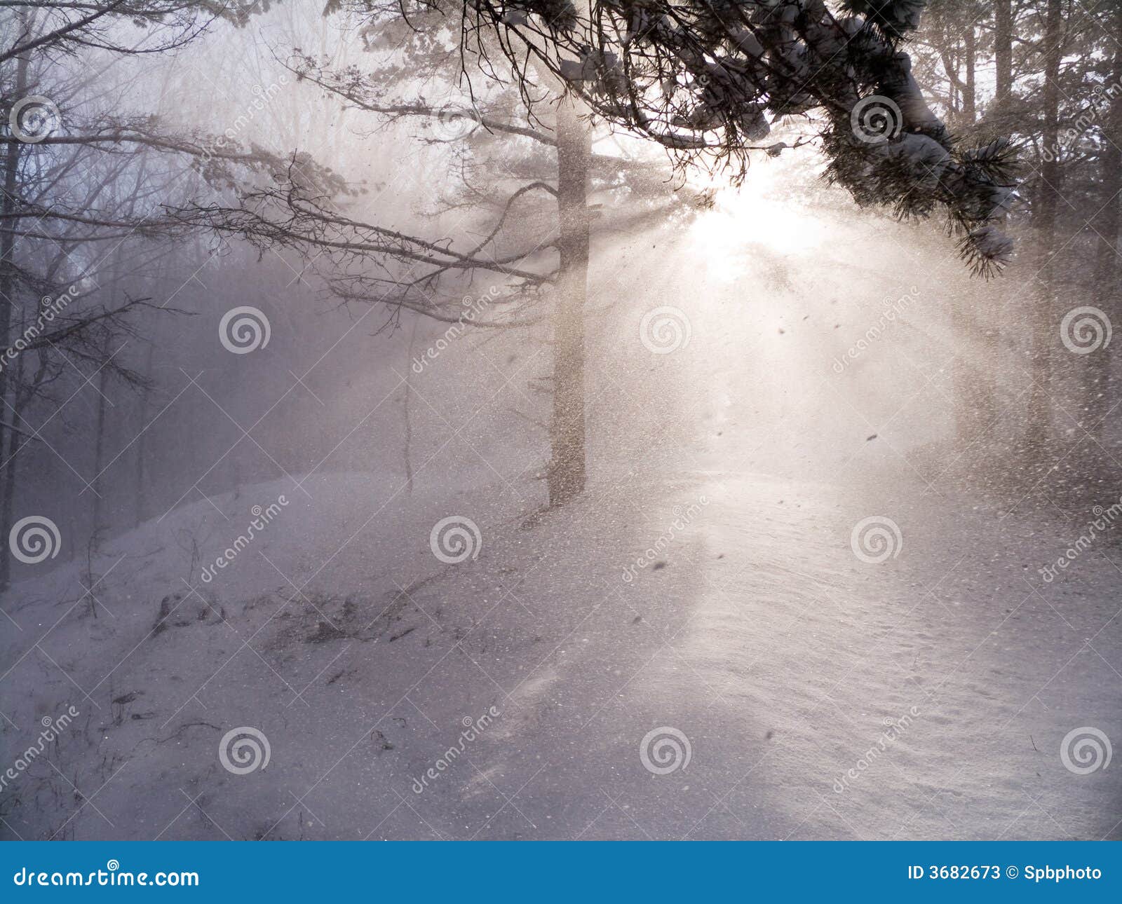 Sunrays through Snow Flurry Stock Image - Image of recreation ...