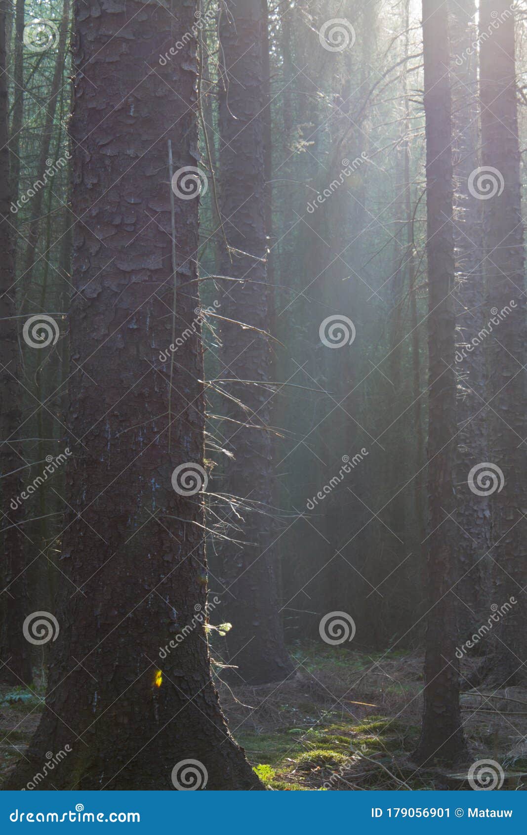 First Sunrays in Dark Forest Stock Image - Image of stems, forest ...