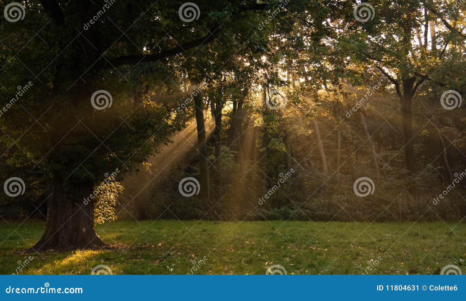 Sunrays through the Trees in Autumn Stock Image - Image of leaf ...