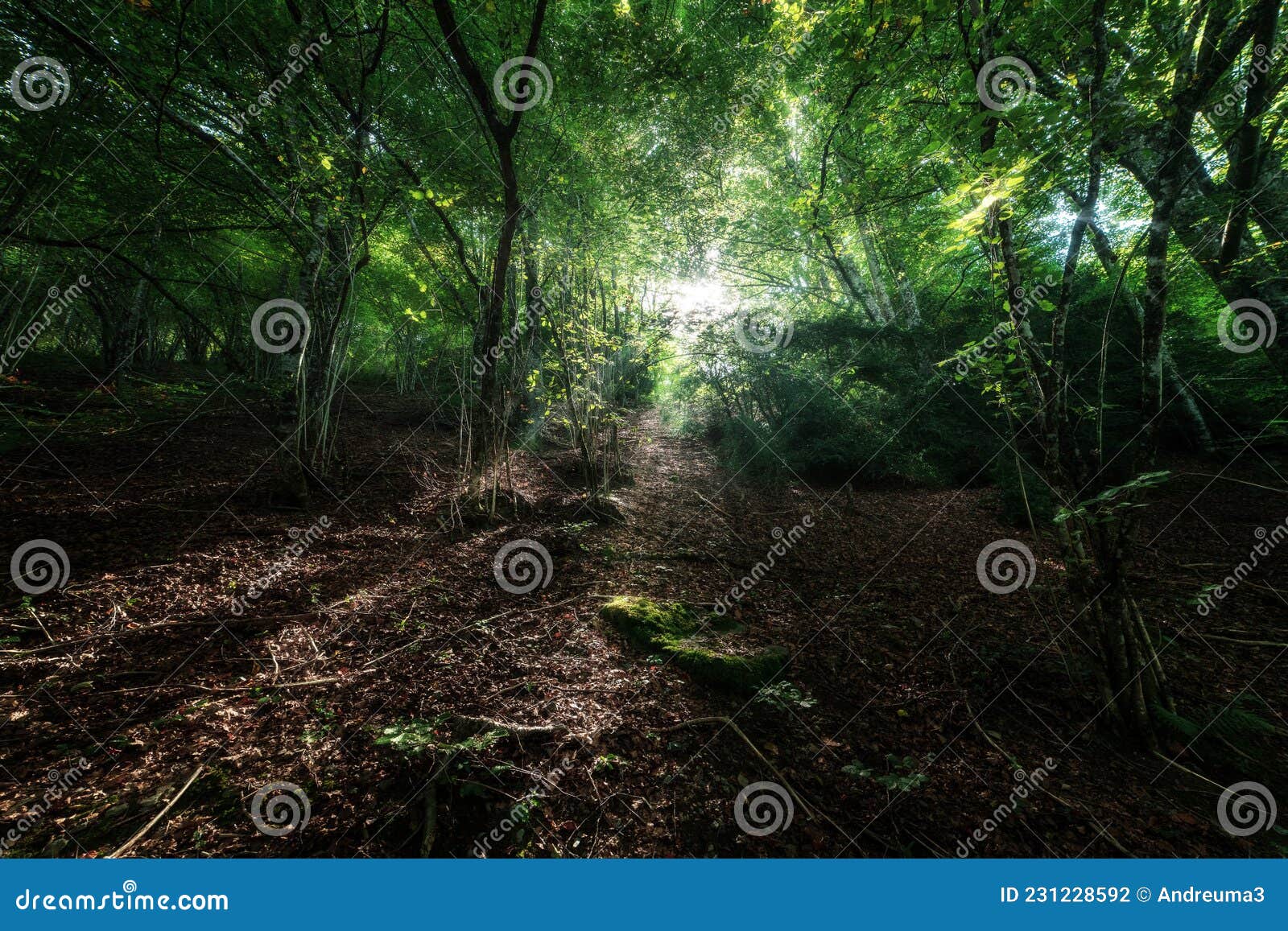 Ambient Light through the Trees in the Autumn Forest / Soft Focus Stock ...