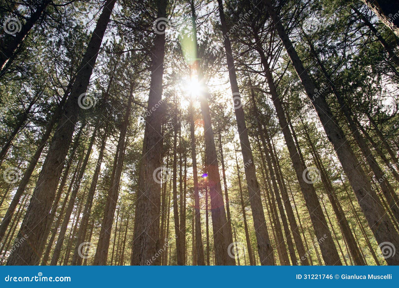 Sunrays in the woods stock photo. Image of glare, leaves - 31221746