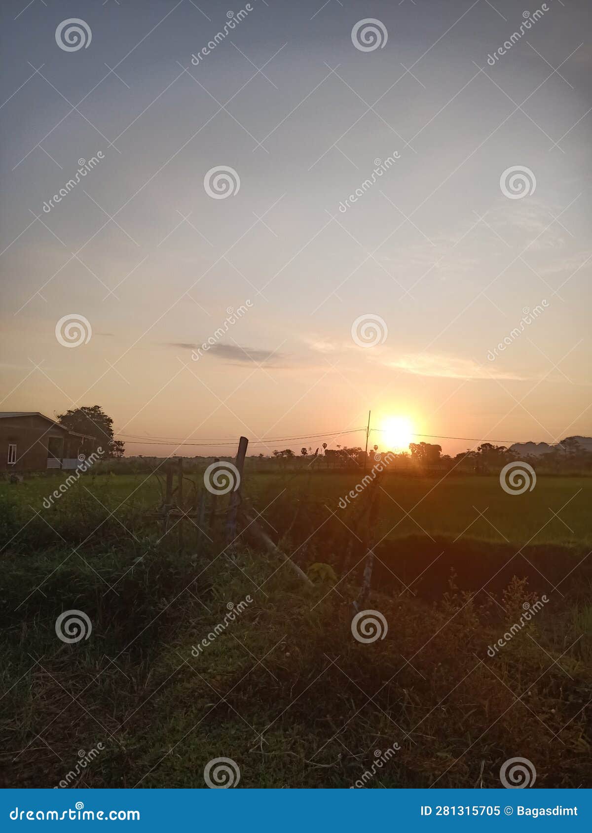 Sunrice Beautiful Gorgeous Sunken Hot Grass Stock Image - Image of ...
