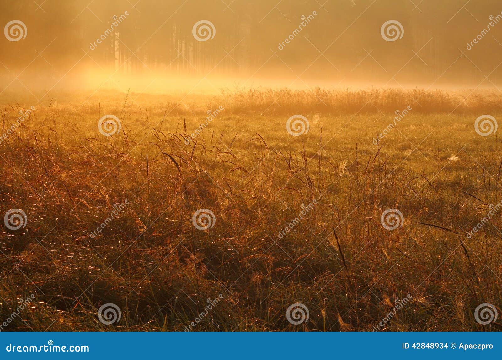 Sunrice stock photo. Image of mist, road, morning, clearing - 42848934