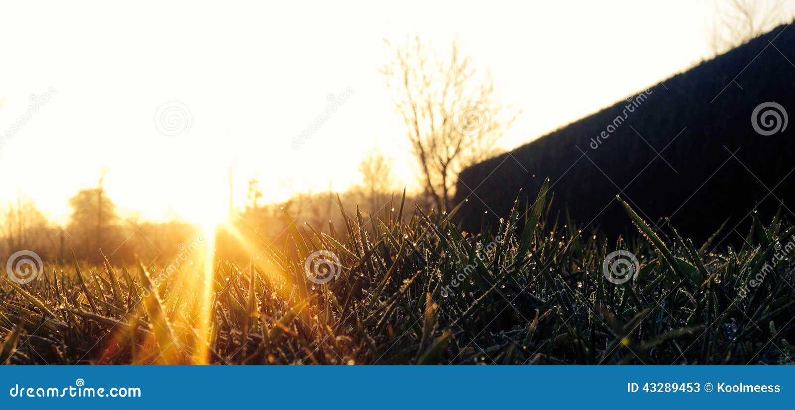 Sunrise above the grass editorial stock photo. Image of holland - 43289453