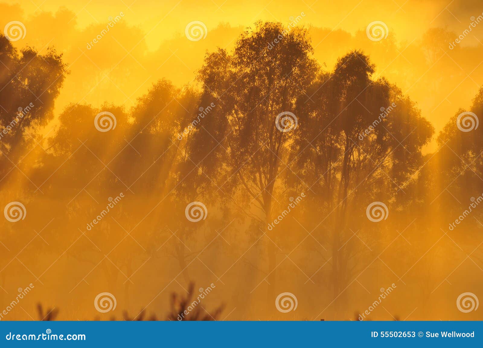Sunrise Above the Tree in the Clouds Stock Image - Image of holidaying ...