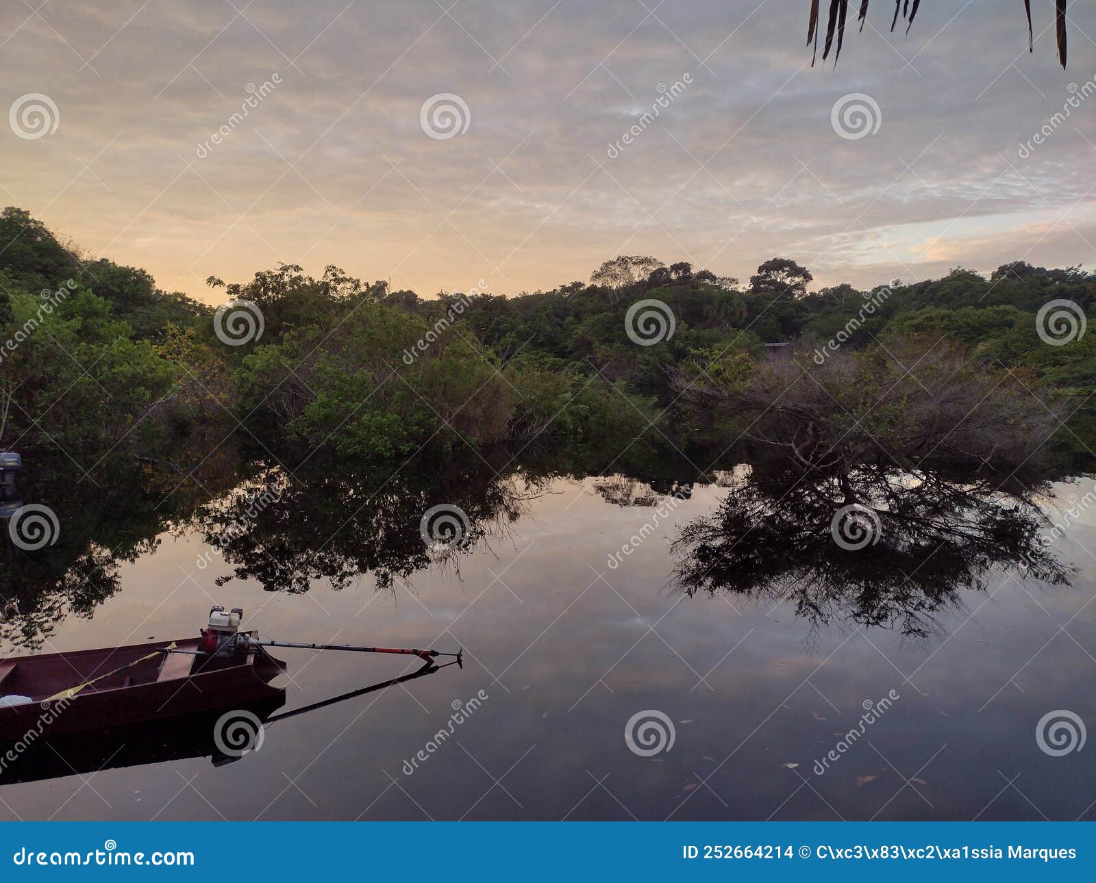 Sunrise of the Amazon Rainforest Stock Photo - Image of sunset ...