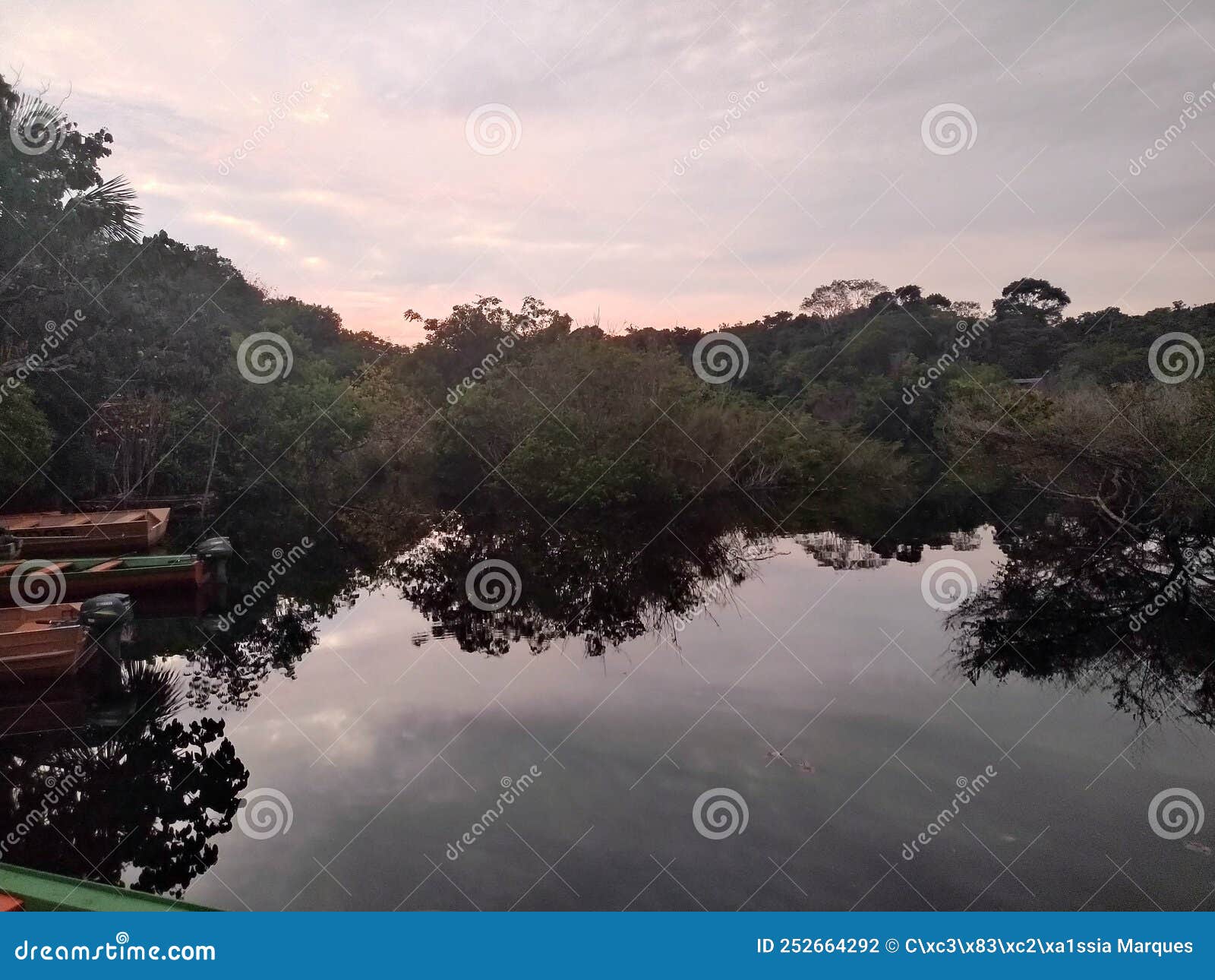 Sunrise of the Amazon Rainforest Stock Photo - Image of wild ...