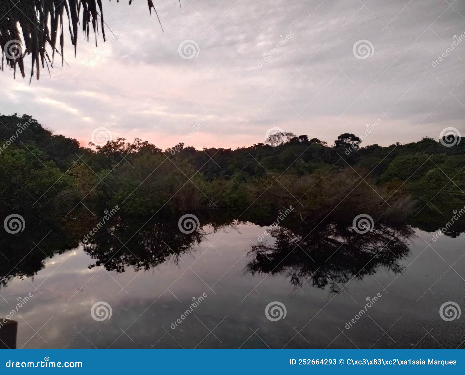 Sunrise of the Amazon Rainforest Stock Image - Image of sunrise, nature ...