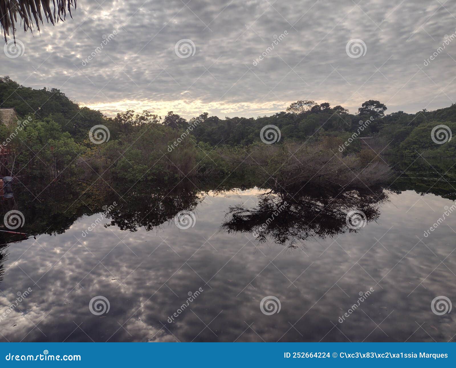 Sunrise of the Amazon Rainforest Stock Photo - Image of black, live ...