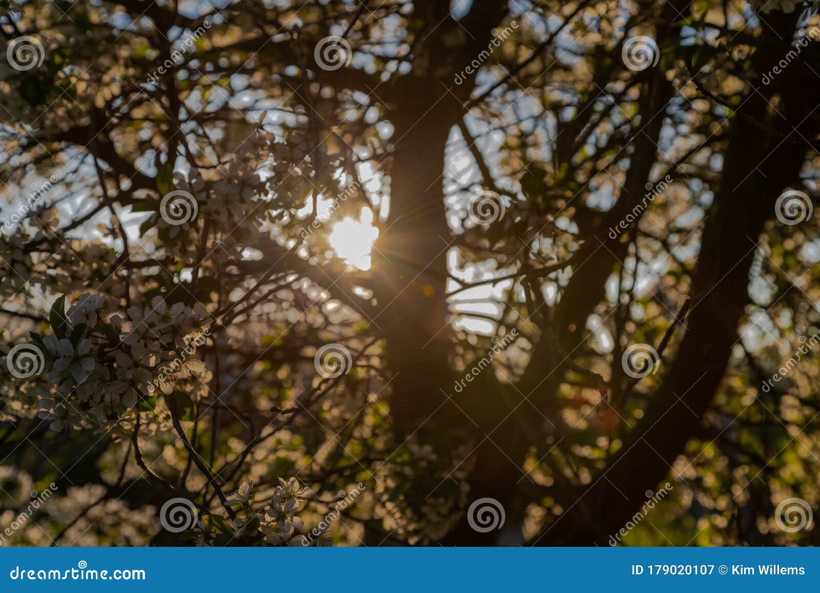 Sunrise in the Apple Fields during Spring with the Trees Full of ...