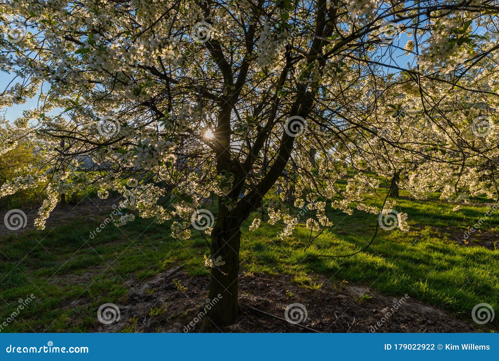 Sunrise in the Apple Fields during Spring with the Trees Full of ...