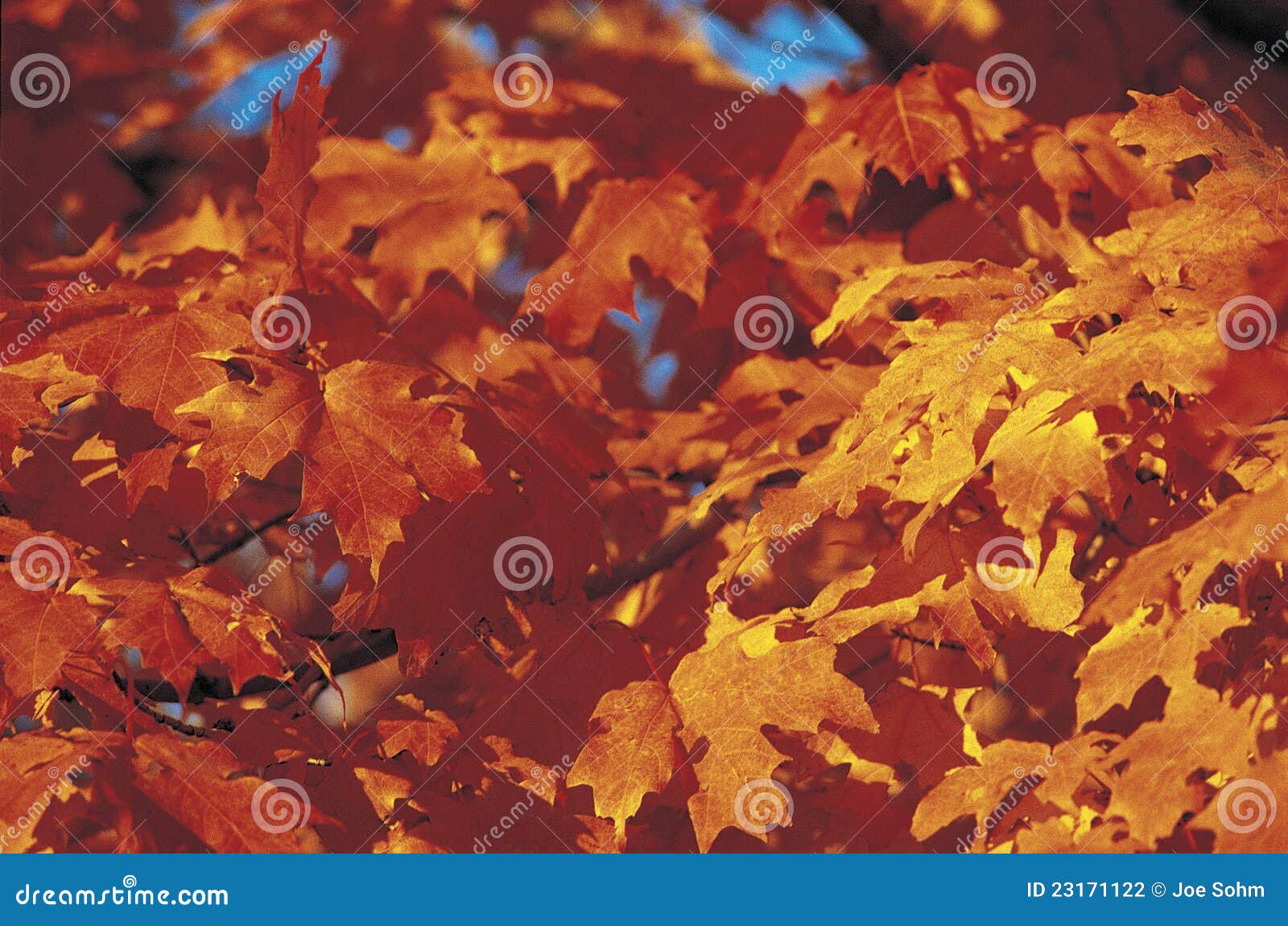 Sunrise through Autumn Leaves Stock Photo - Image of america, body ...