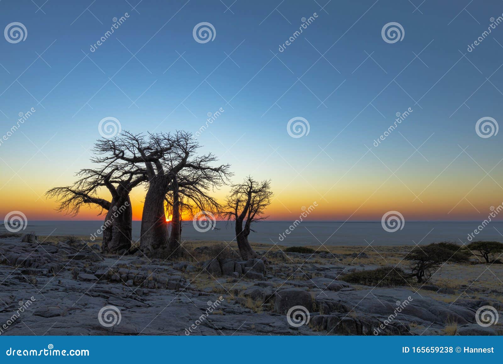 Sunrise at Baobab Trees on Kubu Island Stock Photo - Image of space ...