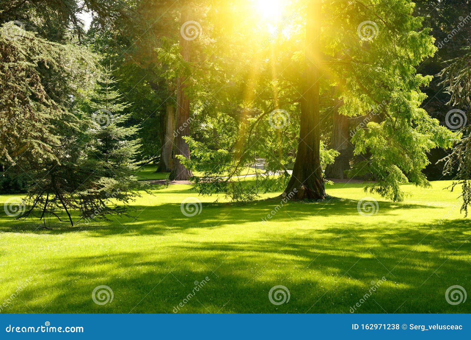 Sunrise beam in the park stock photo. Image of park - 162971238