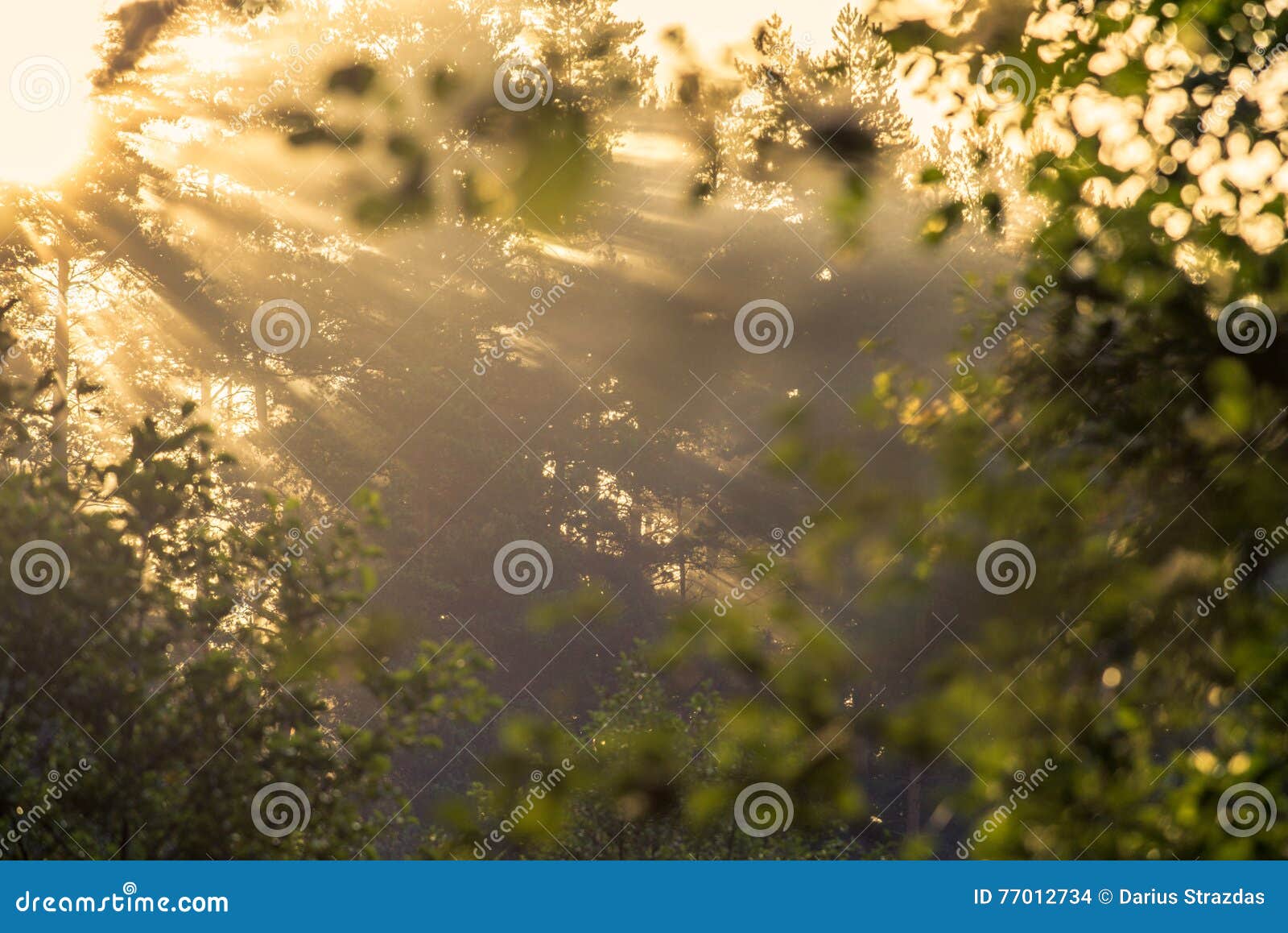 Sunrise beams through mist stock photo. Image of season - 77012734