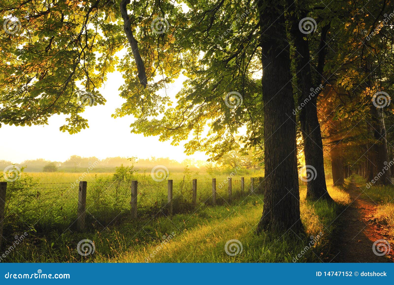 Sunrise in beautiful alley stock photo. Image of sarajevo - 14747152