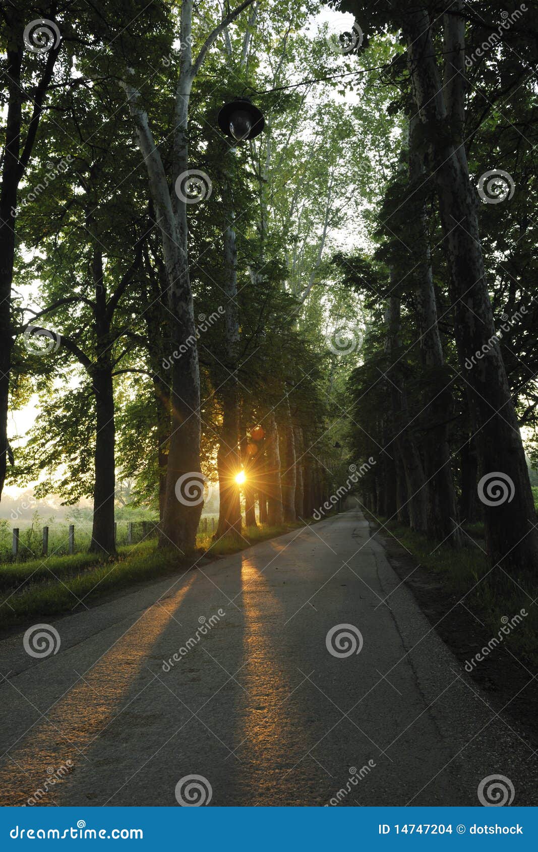 Sunrise in beautiful alley stock photo. Image of foliage - 14747204