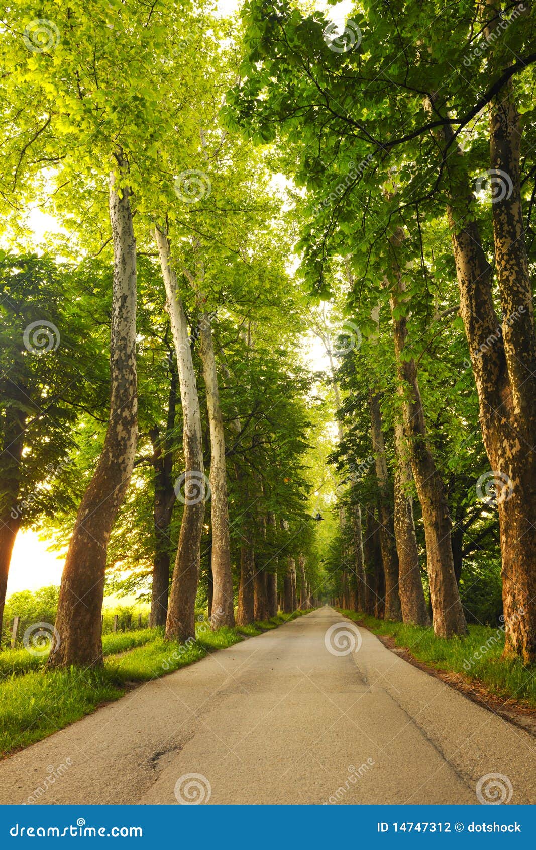 Sunrise in beautiful alley stock photo. Image of fresh - 14747312