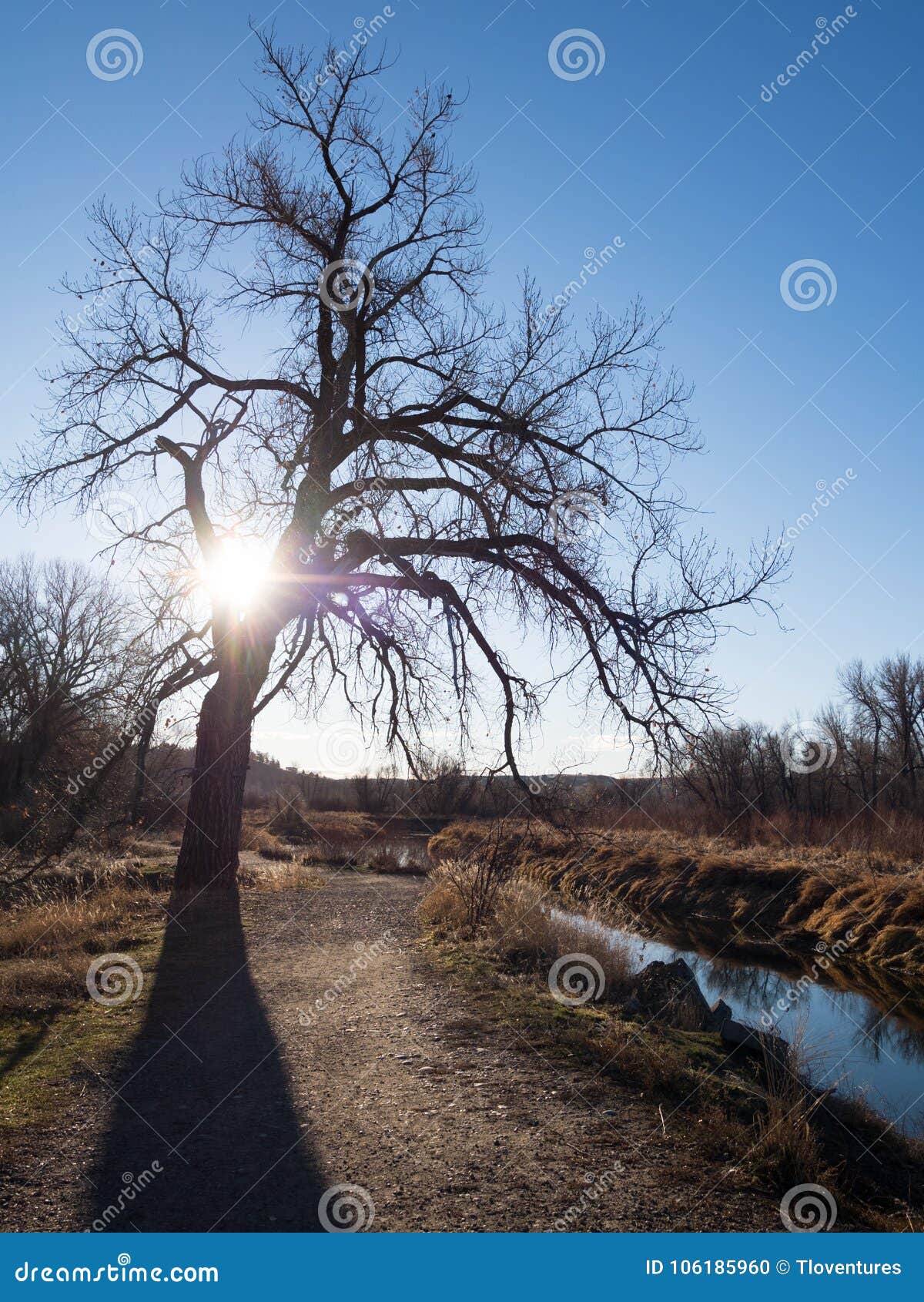 Sunrise Behind a Bare Tree stock photo. Image of cloudless - 106185960