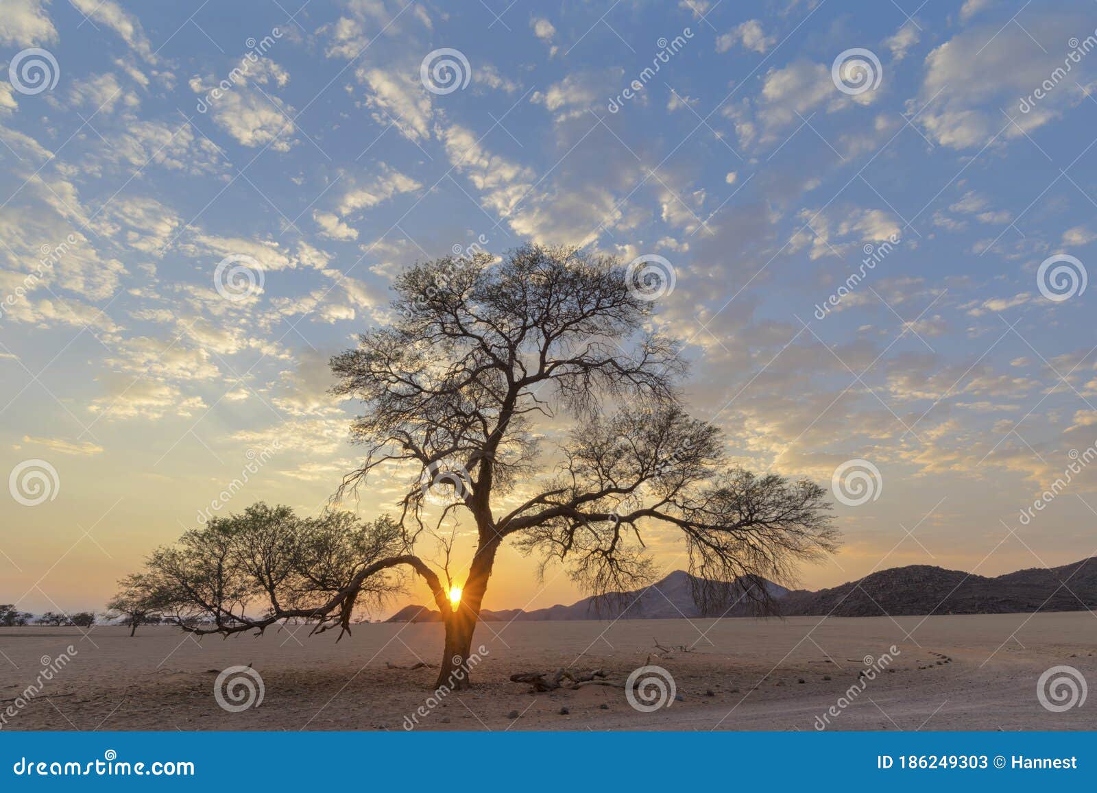 Sunrise Behind Camel Thorn Tree in Namib Desert Stock Image - Image of ...