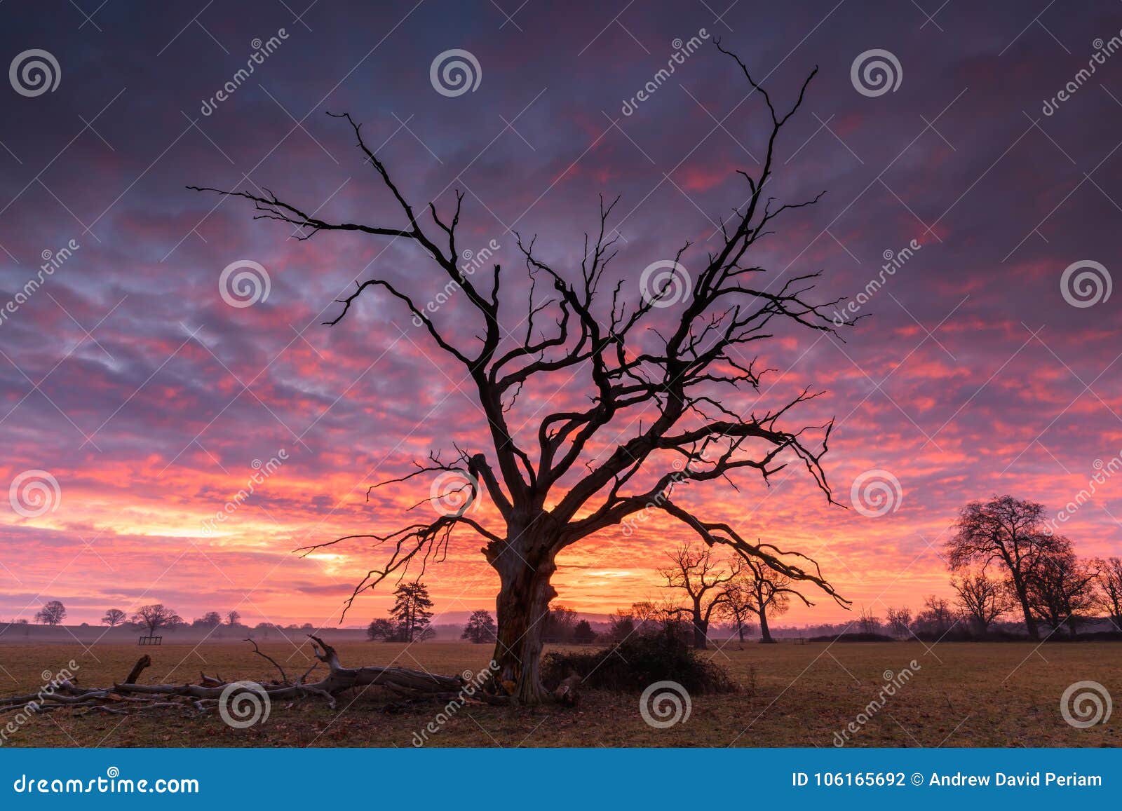 Sunrise behind a dead tree stock photo. Image of beautiful - 106165692