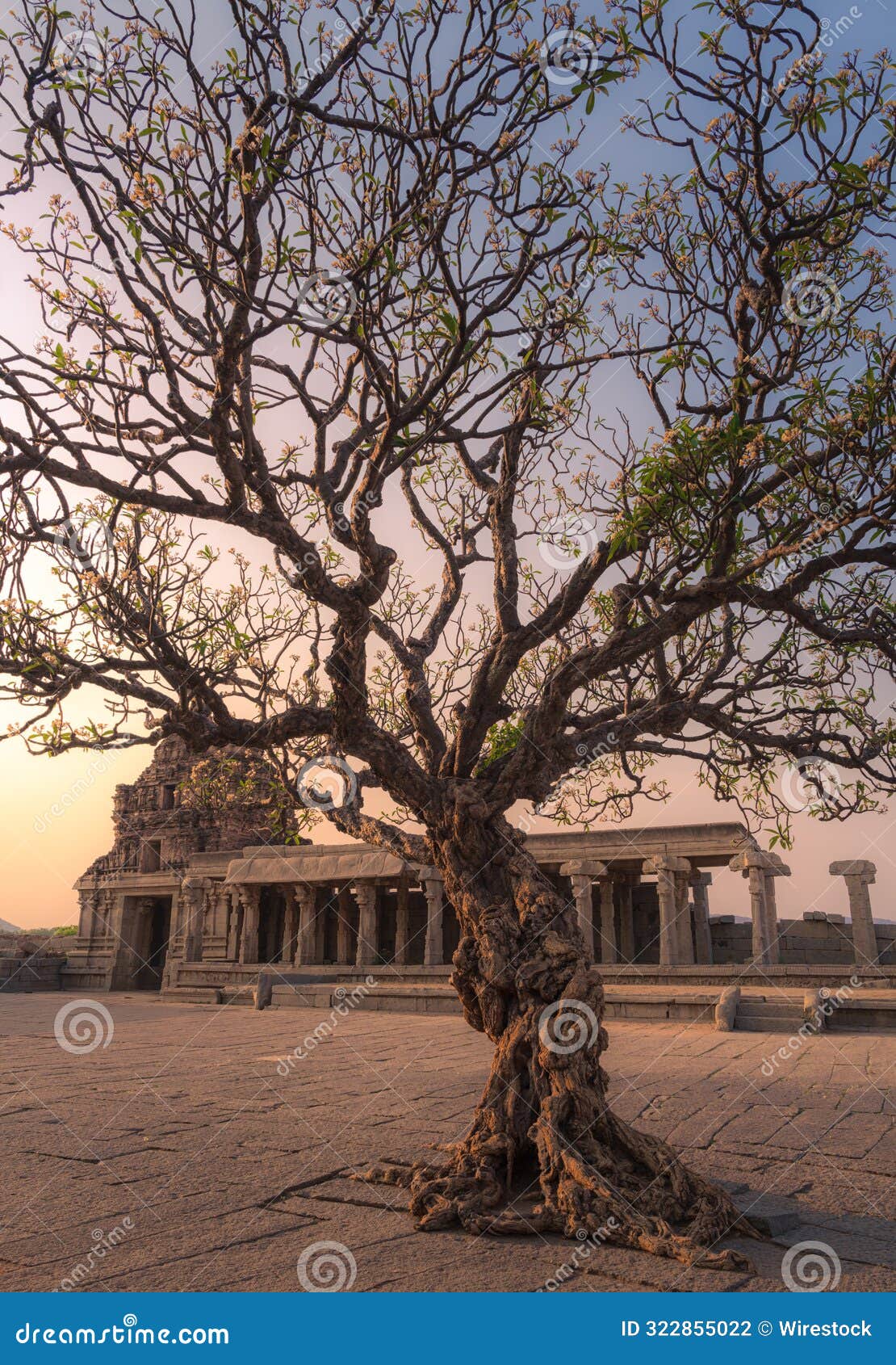 Sunrise Behind an Old Tree with a Few Green Branches in Front of an ...