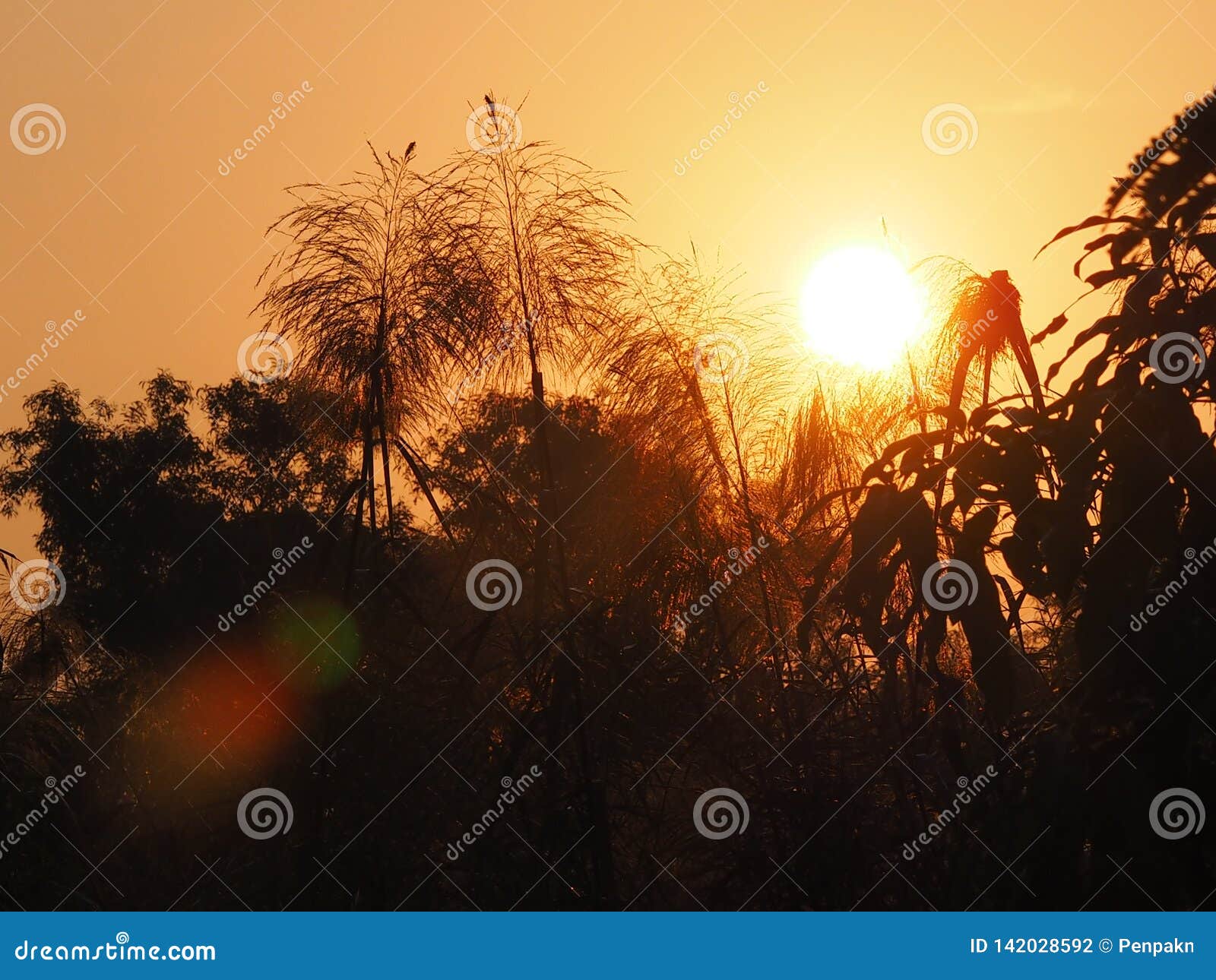 Sunrise Behind the Shadow of the Bush Stock Photo - Image of black ...
