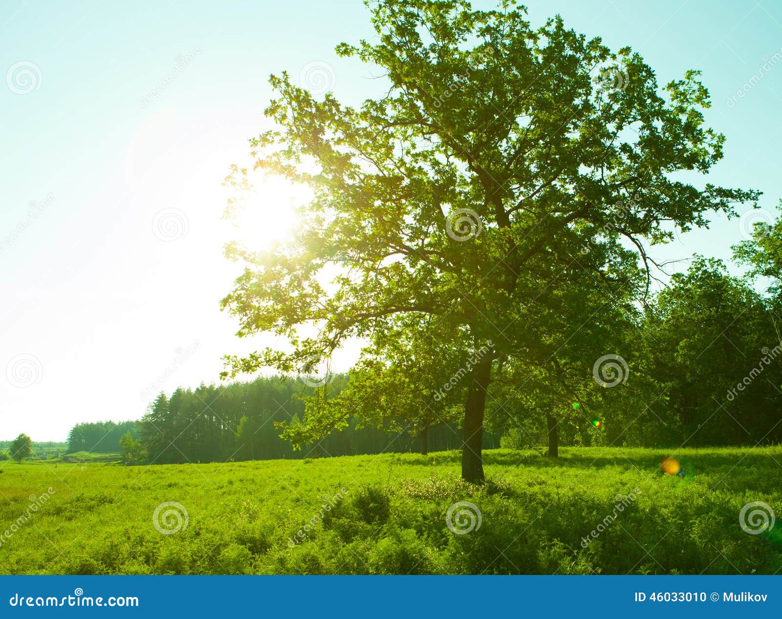 Sunrise behind tree stock photo. Image of symbols, meadow - 46033010